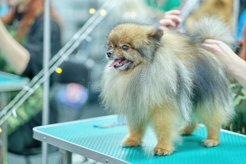 Cute Spitz in a Beauty Salon on a Grooming Table in the Process of the ...