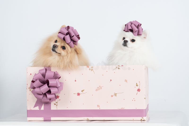 Cute Spitz Dog Couple in the Gift Box in the Studio Stock Photo - Image ...