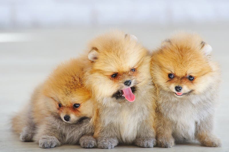 Cute spitz dogs puppies stock image. Image of brown, soft - 58296111