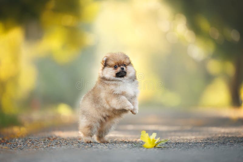 Cute Spitz Puppy Jumping Up Outdoors in Autumn Stock Photo - Image of ...
