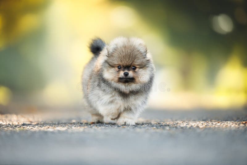 Cute Spitz Puppy Walking Outdoors in Autumn Stock Image - Image of ...