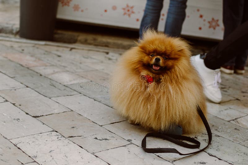 Cute Spitz Puppy Walking on a Street. Portrait of a Puppy Stock Photo ...