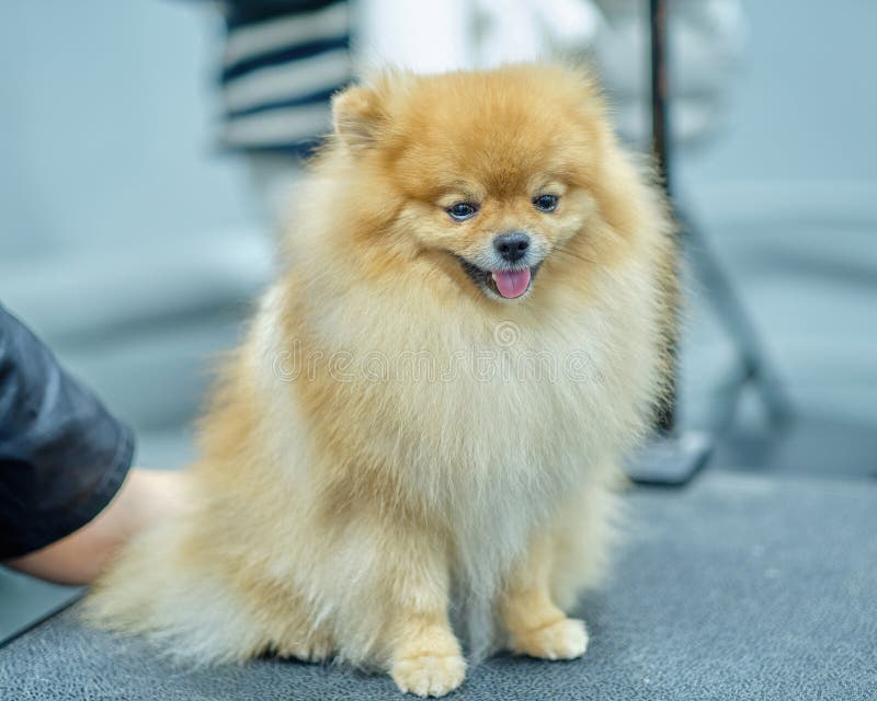 Cute Spitz is Sitting on the Table and Looking Down. Happy Dog at the ...