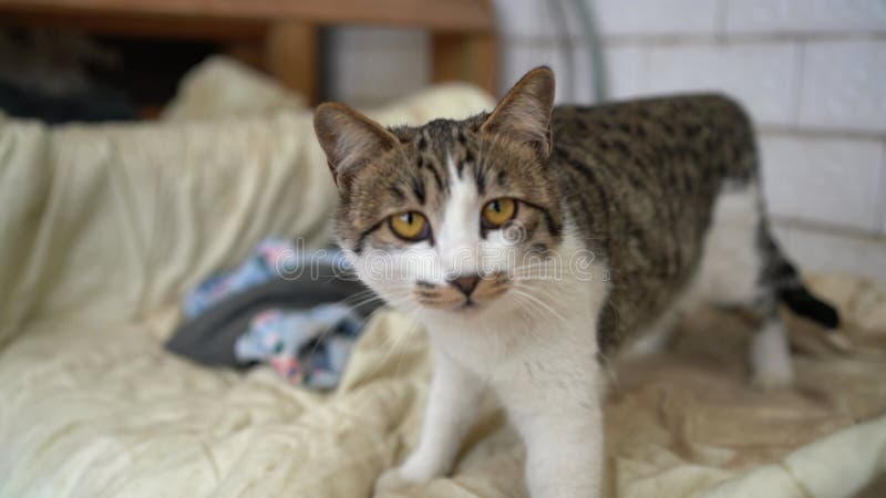 A Cute Spotted Chinese Rural Cat, a Chinese Cat Stock Video - Video of ...