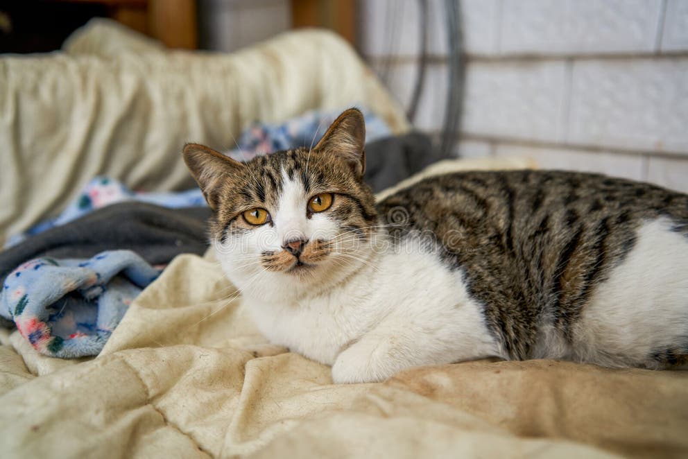 A Cute Spotted Chinese Rural Cat, a Chinese Cat Stock Image - Image of ...