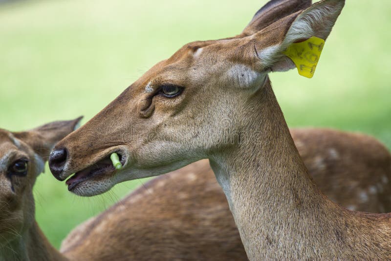 Cute spotted fallow deer stock photo. Image of mammal - 32583874