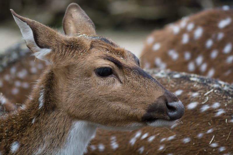 Cute spotted fallow deer stock photo. Image of cute, male - 47722224