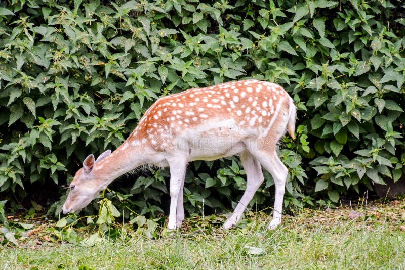 Cute spotted fallow stock photo. Image of wildlife, animal - 139529330