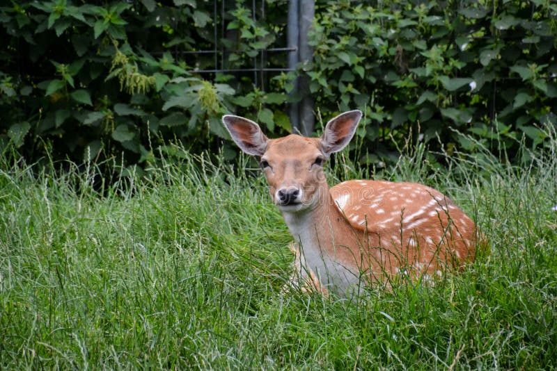 Cute spotted fallow stock image. Image of autumn, venison - 158700451