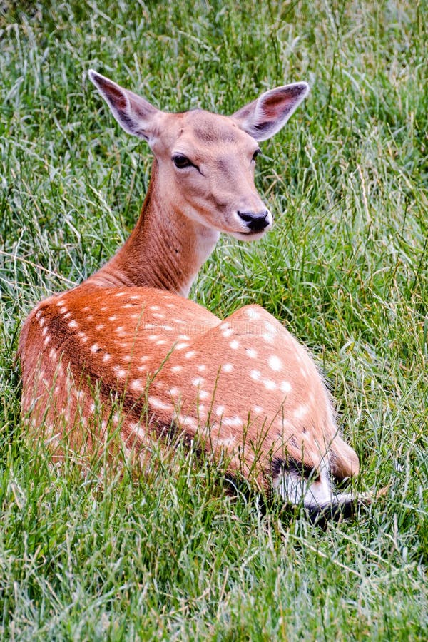 Cute Spotted Fallow Deer Isolated On White Stock Image - Image of ...