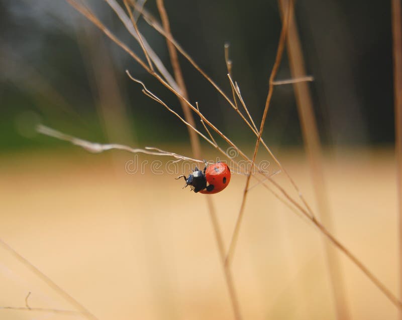 Little Ladybug Crawling in Nature Stock Photo - Image of magical ...