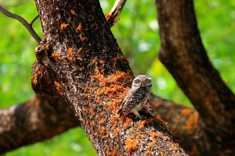 A Cute Spotted Owlet Perched on a Branch. Stock Photo - Image of ...