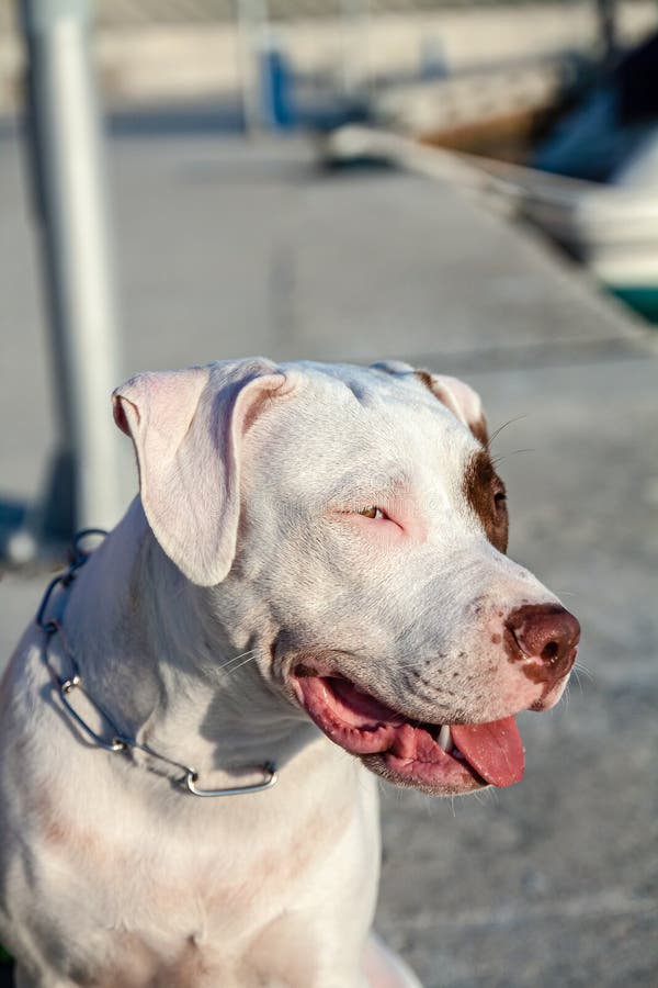 Cute spotted pit bull stock image. Image of portrait - 312484045