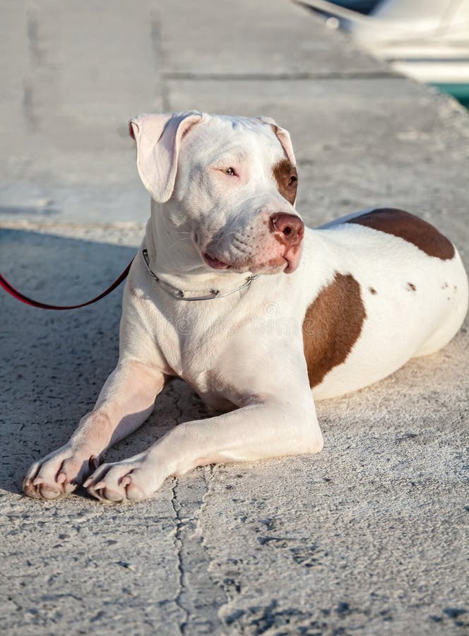 Cute spotted pit bull stock photo. Image of portrait - 312484096