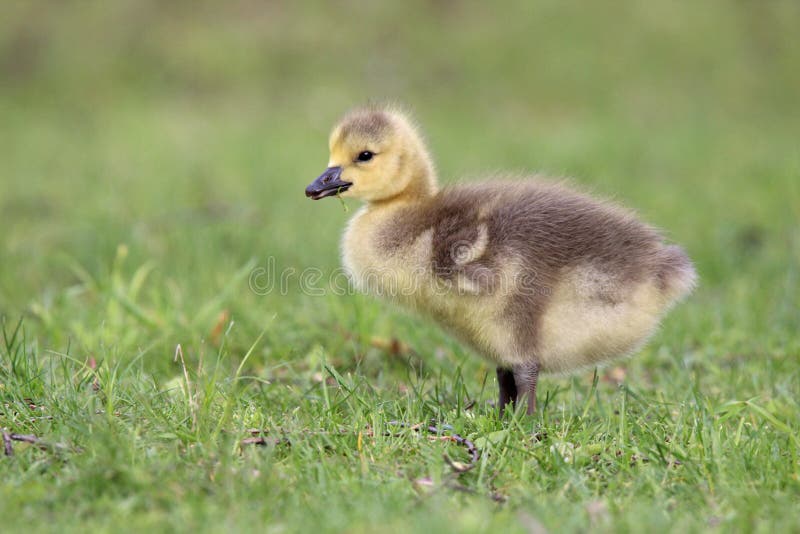 Cute Spring Gosling stock photo. Image of brown, chick - 92494994
