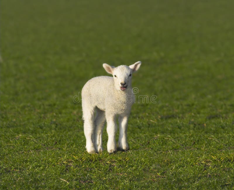 Lamb stock photo. Image of pure, frolic, sheep, animal - 6940546
