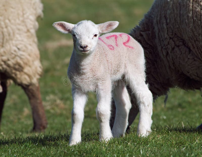 Cute Spring lamb stock photo. Image of farmer, wool, sauce - 486146