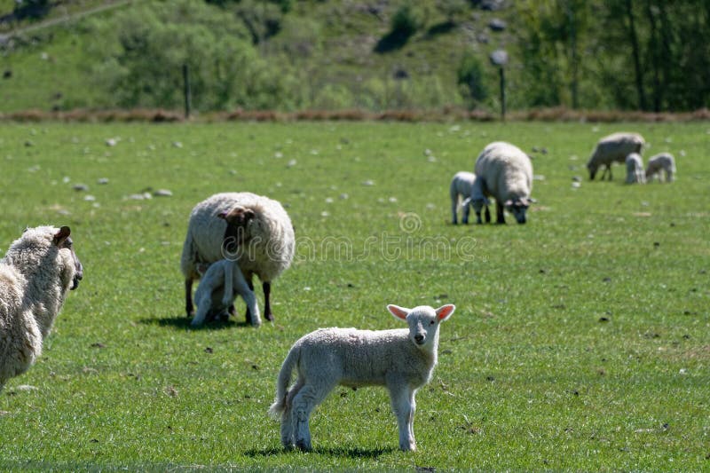 A Cute Spring Lamb with Backlit Ears Stock Photo - Image of animal ...