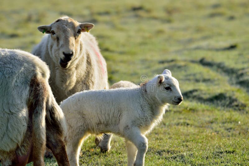 123 Spring Lambs Jumping Stock Photos - Free & Royalty-Free Stock ...