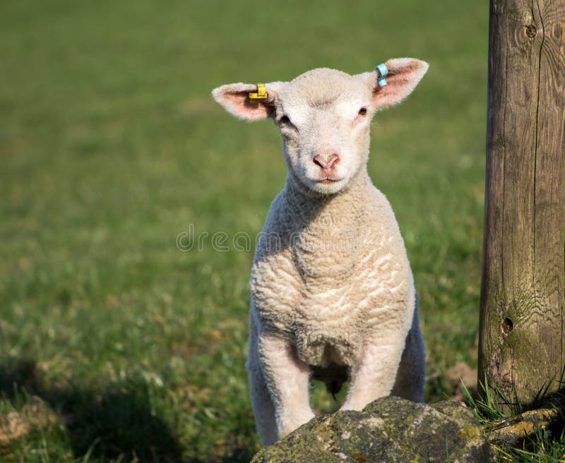 Cute Spring Lambs, West Yorkshire Stock Photo - Image of farmland ...