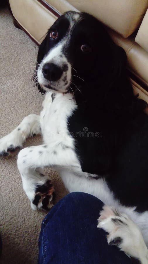 Cute Springer Spaniel stock photo. Image of white, cute - 102103700