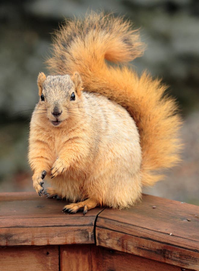 Cute Squirrel stock image. Image of mammal, nuts, walnut - 1947297