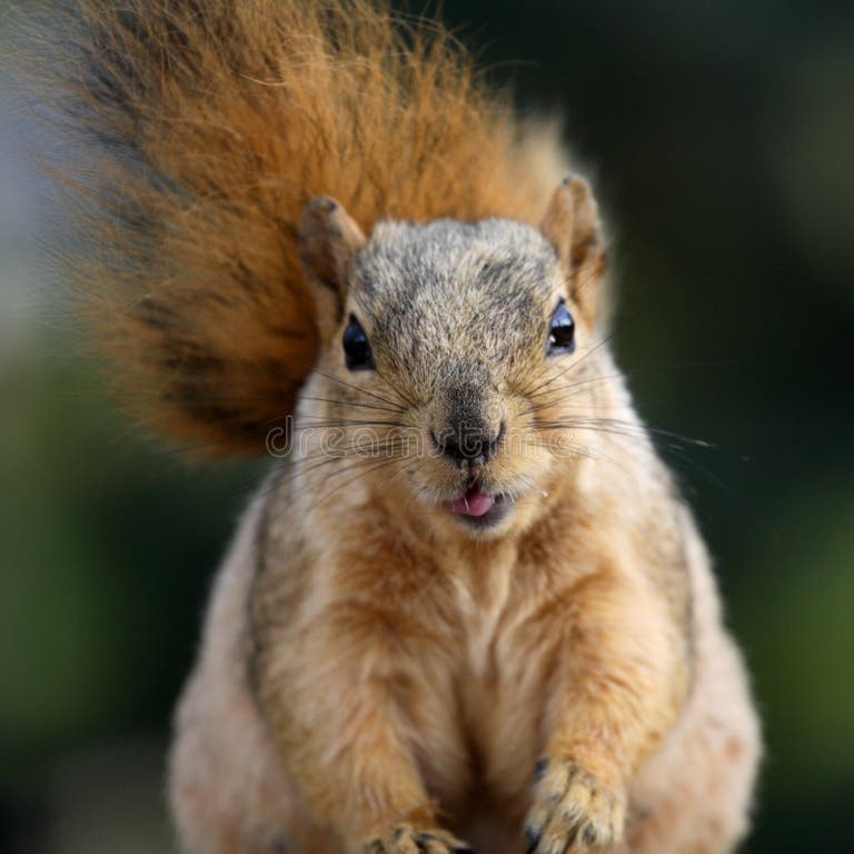 1,251 Smiling Squirrel Stock Photos - Free & Royalty-Free Stock Photos ...