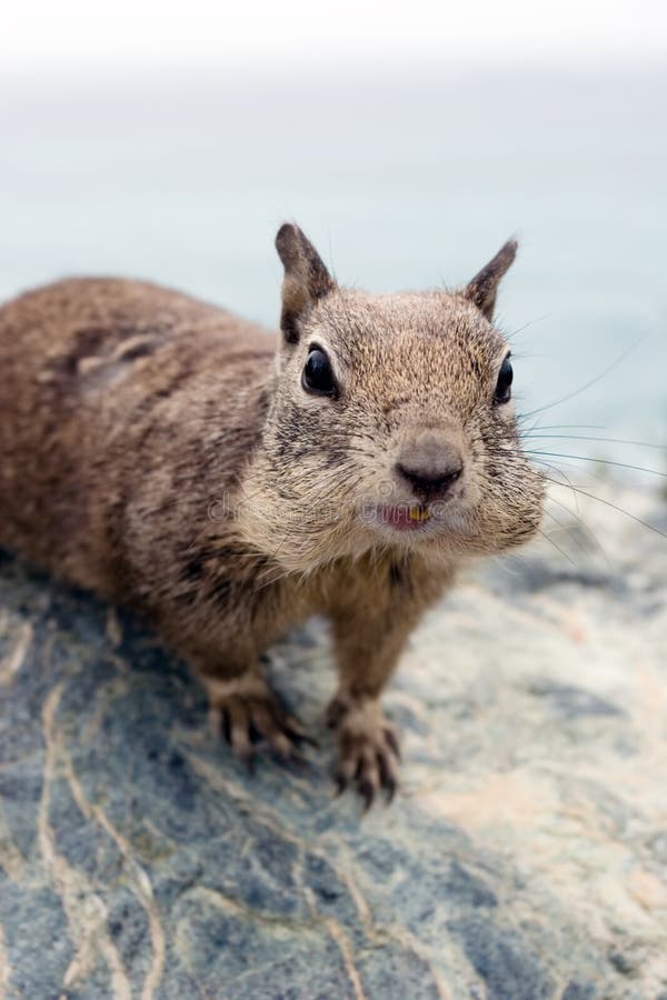 Cute squirrel stock image. Image of little, small, cute - 2500615