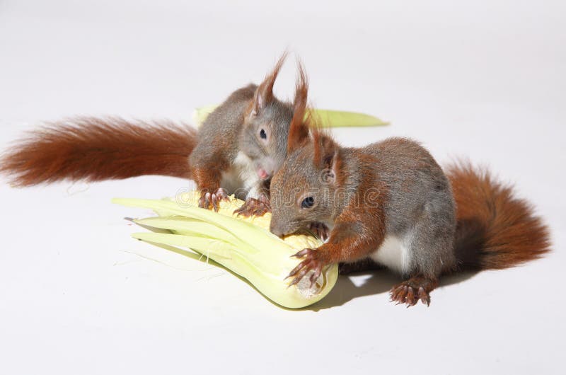 Cute squirrel stock photo. Image of squirrel, sweet, strawberry - 81012668