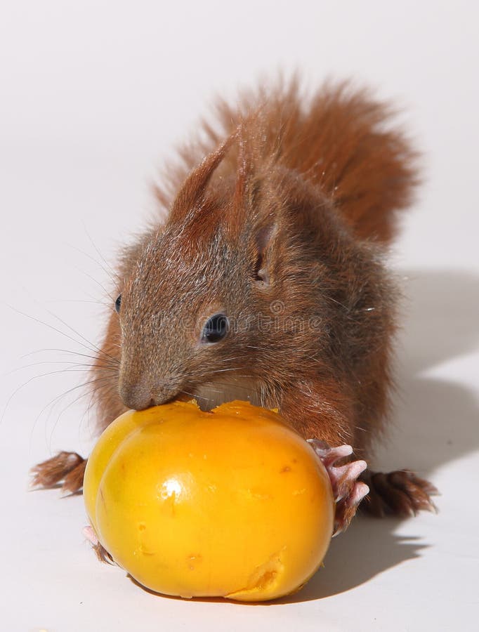 Cute squirrel stock image. Image of sleepy, flowers, strawberry - 81015329
