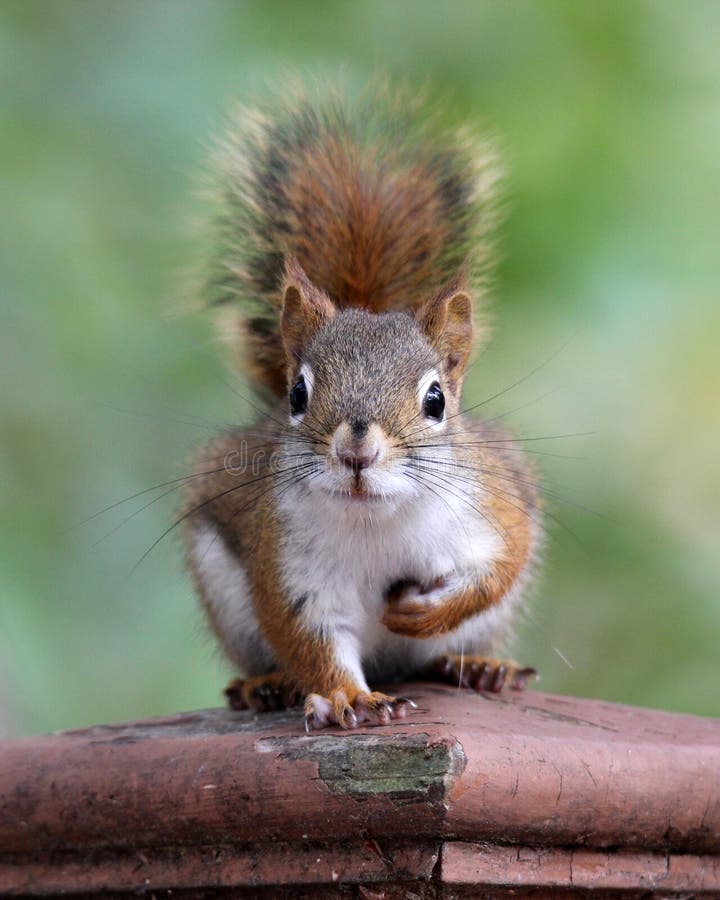 Cute Red Squirrel stock image. Image of looks, squirrel - 44069127