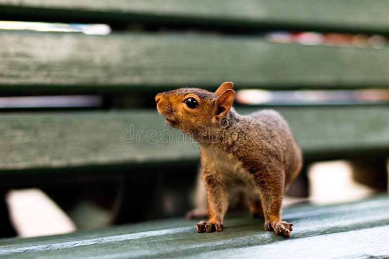 Cute squirrel on bench stock image. Image of portrait - 1242915