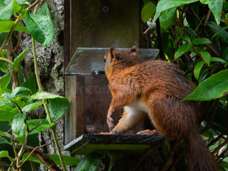 Cute Squirrel on a Bird and Squirrel Feeder in a Park in Denmark Stock ...