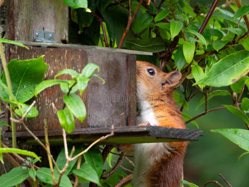 Cute Squirrel on a Bird and Squirrel Feeder in a Park in Denmark Stock ...