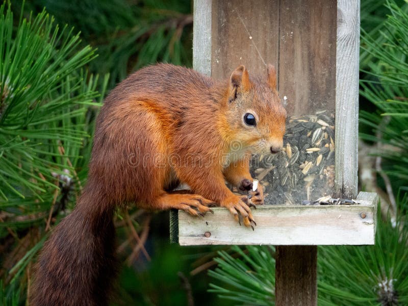 Cute Squirrel on a Bird and Squirrel Feeder in a Park in Denmark Stock ...
