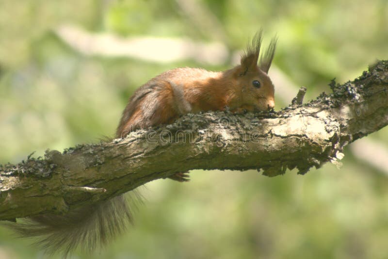 Cute Squirrel on a Branch in the Shade Stock Image - Image of sunshine ...