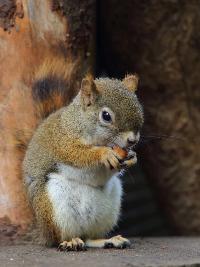 Cute squirrel stock photo. Image of hungry, tail, crazy - 62055052