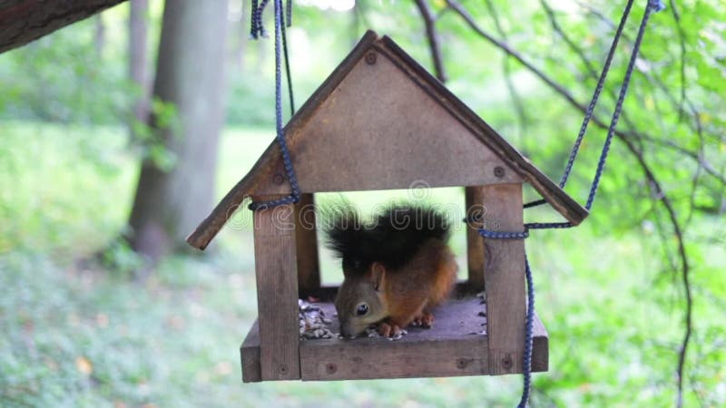 A Cute Squirrel is Chewing a Nut.Squirrel Eats Nuts in the Autumn ...