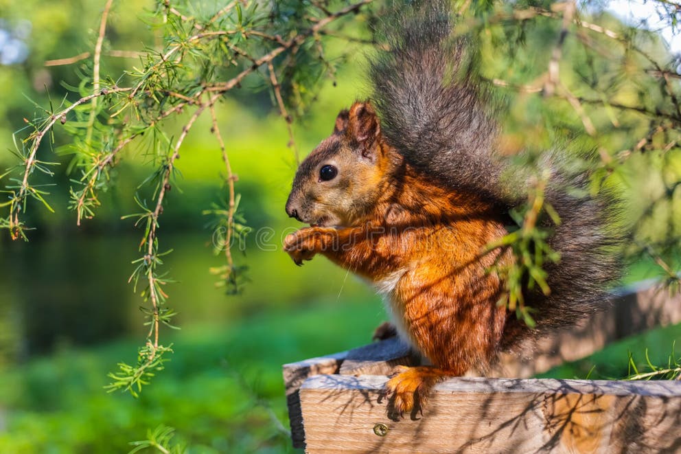 A Cute Squirrel is Chewing a Nut.Squirrel Eats Nuts in the Autumn ...