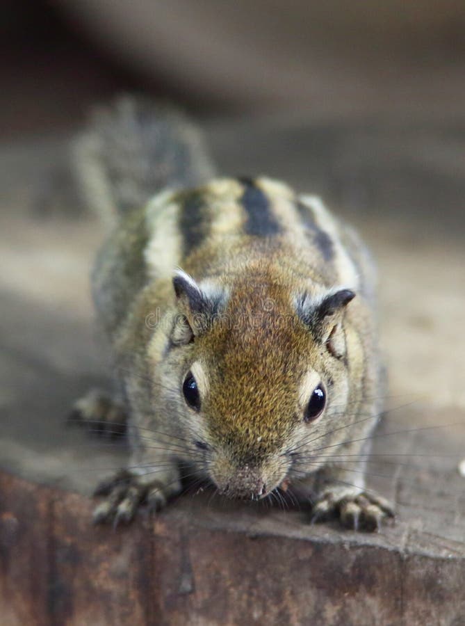 173 Crazy Squirrel Stock Photos - Free & Royalty-Free Stock Photos from ...