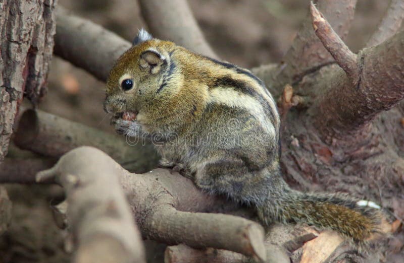 Cute squirrel stock image. Image of sleepy, canadian - 62052611