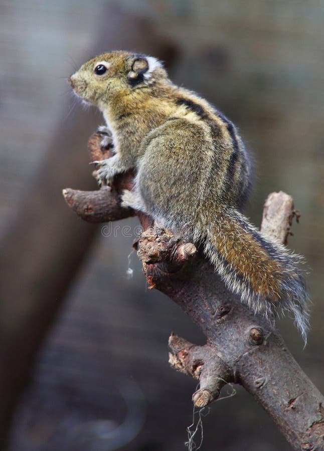 Chinese Squirrel with Long Tail Sitting on the Road Stock Image - Image ...