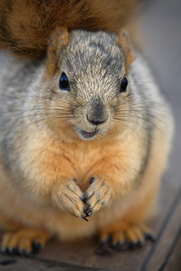 Cute Squirrel Closeup Picture. Image: 1839200