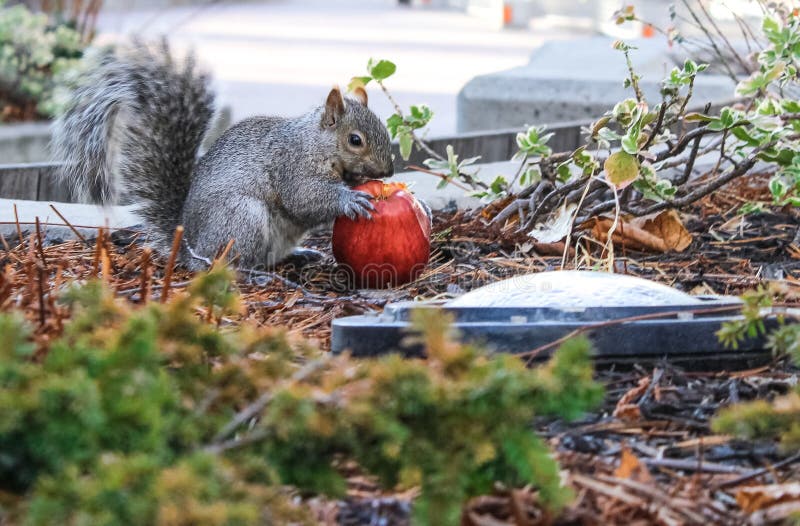 Squirrel is eating apple. stock image. Image of leaves - 101677971