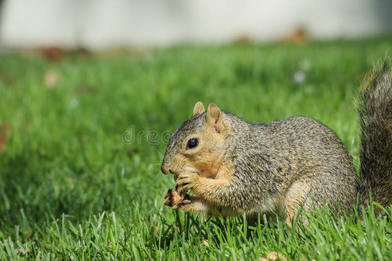 Cute Squirrel Eating Food on Ground Stock Image - Image of squirrel ...