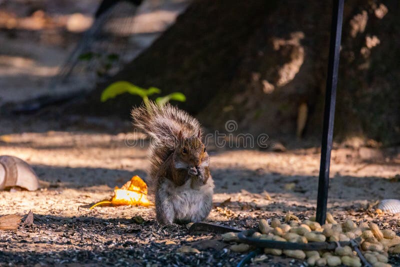 Cute Squirrel Eating Peanuts in the Forest Stock Image - Image of ...
