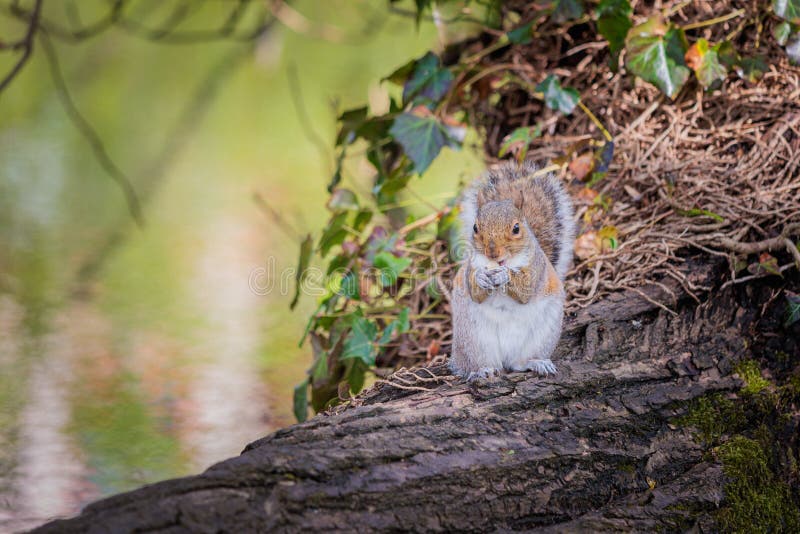 Cute Squirrel Eating on Tree Branch, Spring Time Stock Photo - Image of ...