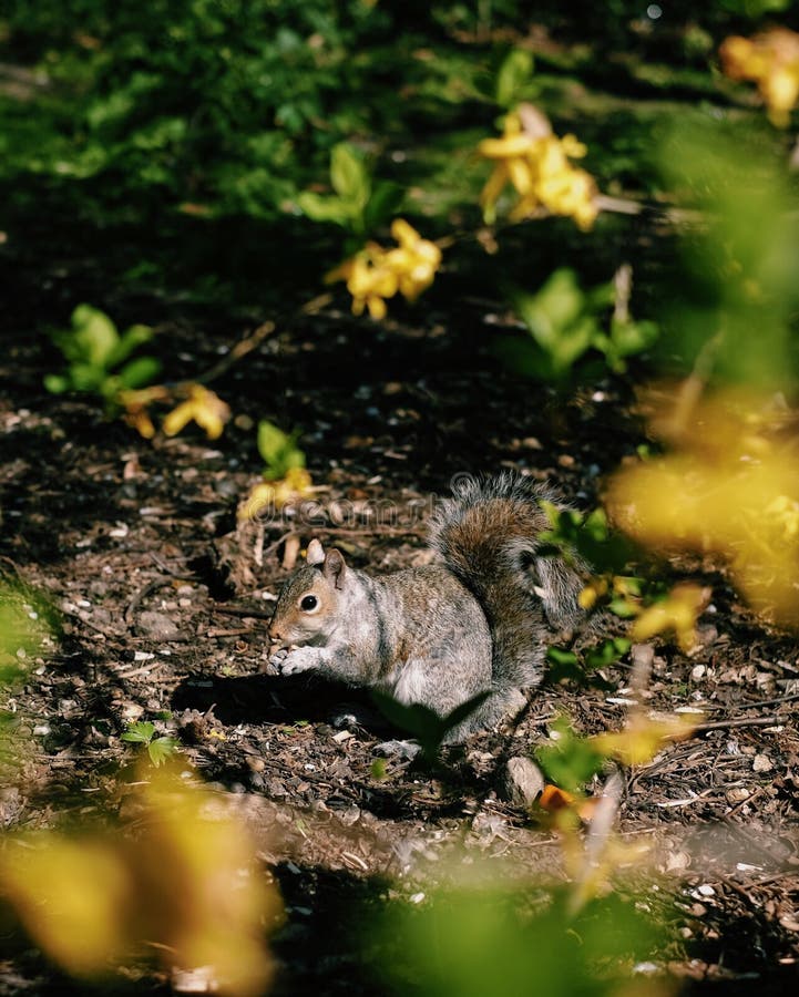 Cute Squirrel Eating Under Sunshine Stock Image - Image of sunshine ...
