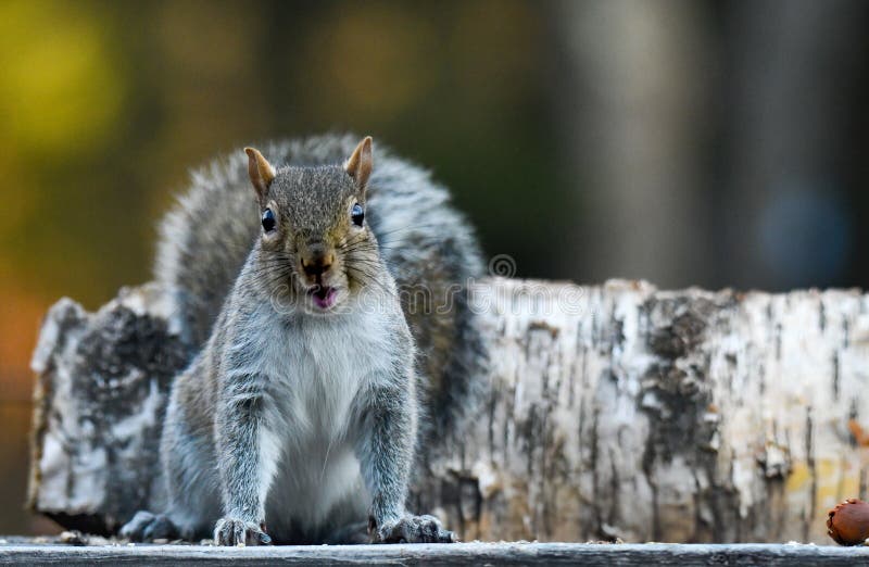 Squirrel Stance stock photo. Image of mammal, gerbil - 352737882