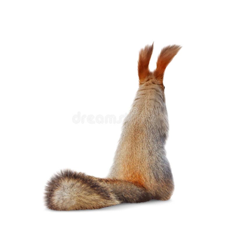 Cute Squirrel with Fluffy Tail on White Background Stock Photo - Image ...